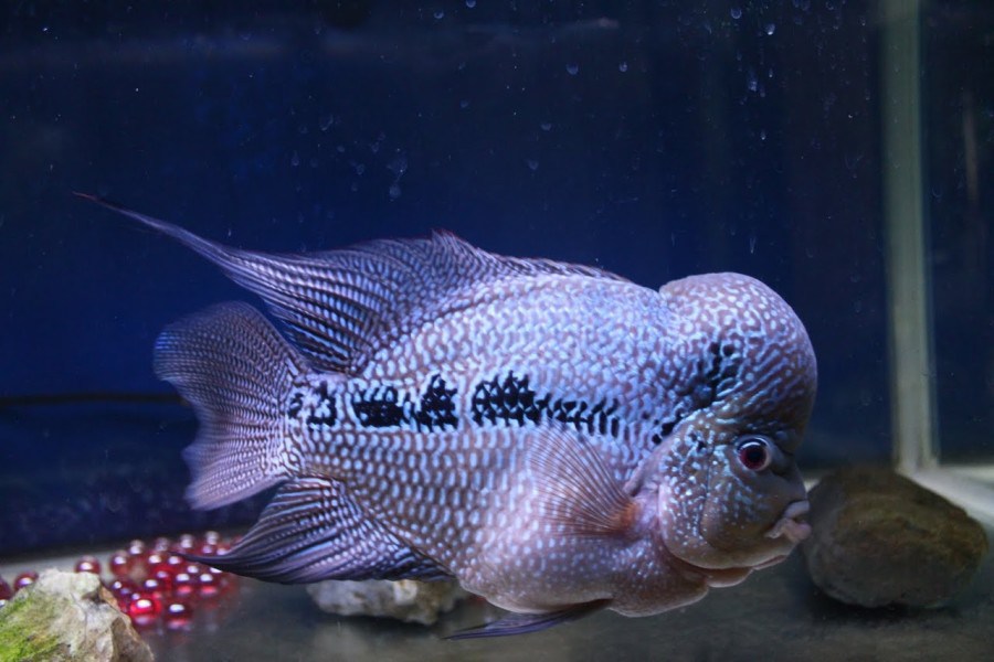 Journey Of Flowerhorn (Louhan): Louhan Super Red Texas (SRT)
