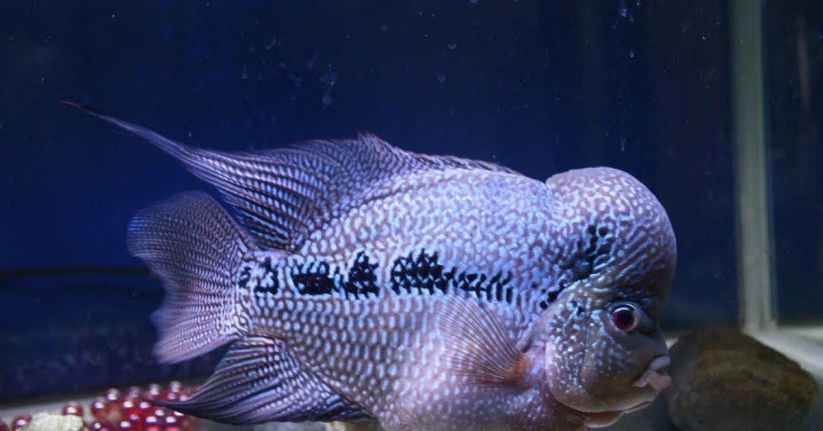Journey Of Flowerhorn (Louhan): Louhan Super Red Texas (SRT)