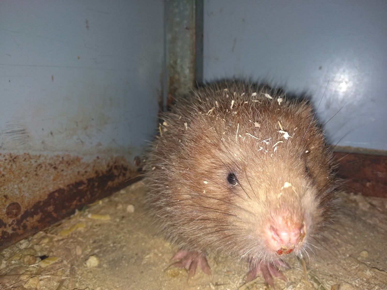 Blog về quá trình nuôi con dúi của Khoa Cao: Hình Ảnh Con Dúi Đẹp