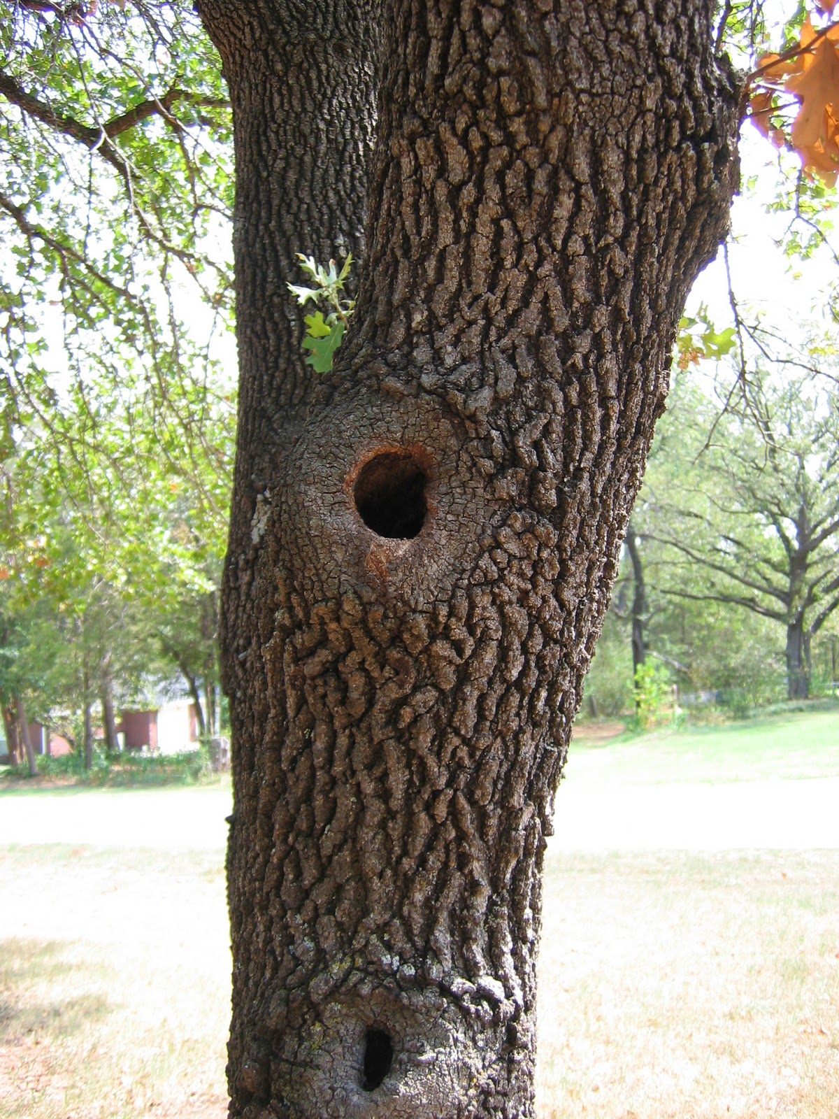 To Kill A Mockingbird Tree Hole