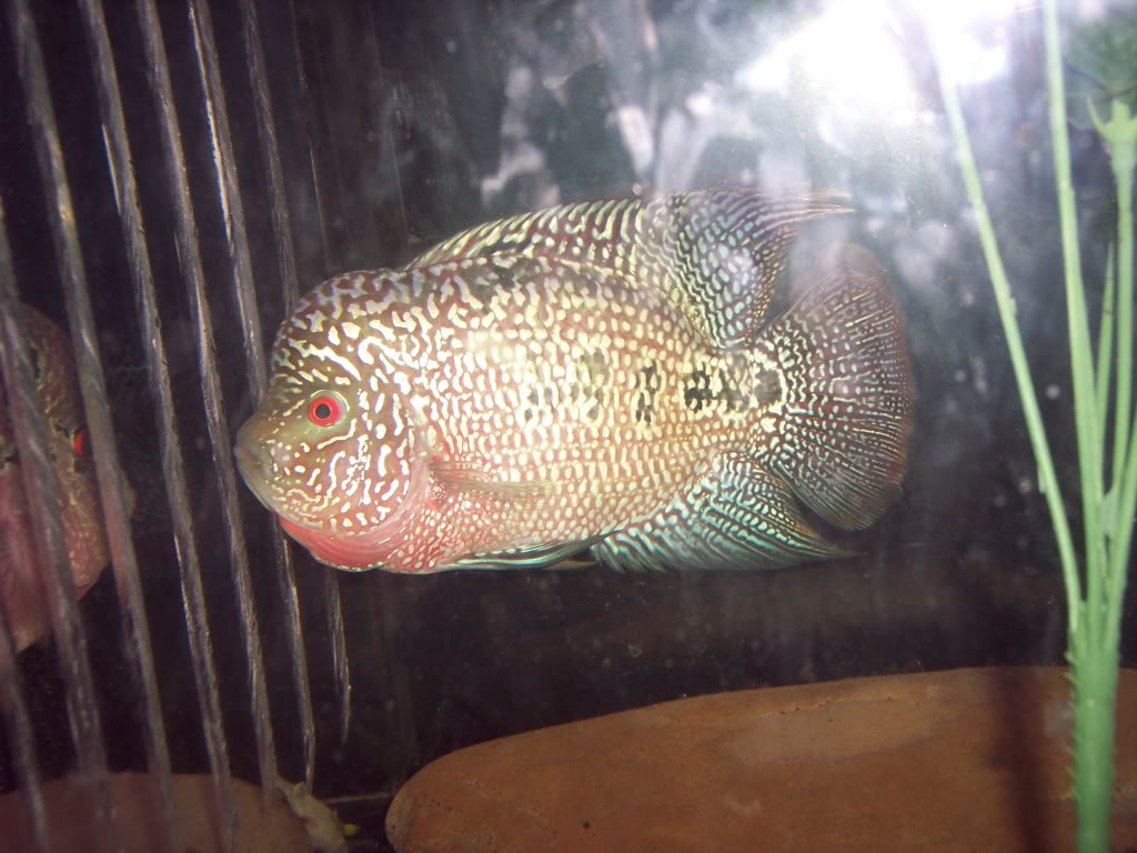 Flowerhorn The Hybrid Cichlids: King Kamfa
