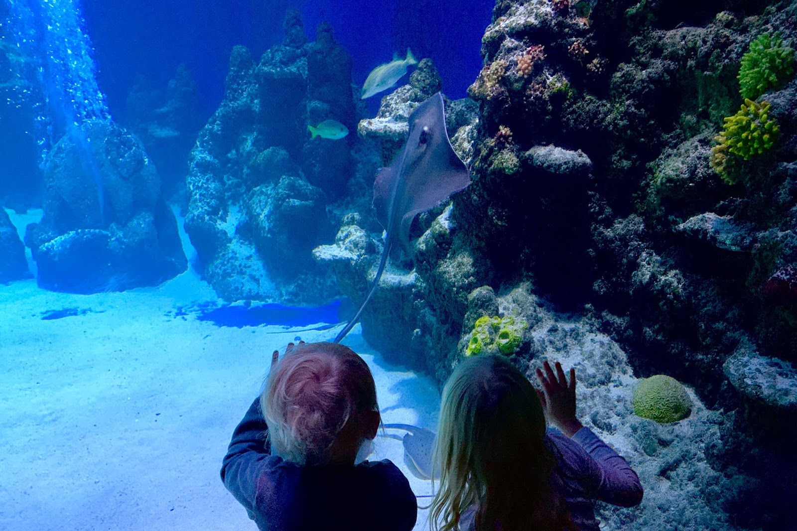 Visiting SEALIFE London With Children This Half Term - Counting To Ten
