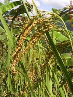 Mixinspiration: Proses menanam Padi Huma hingga Menuai