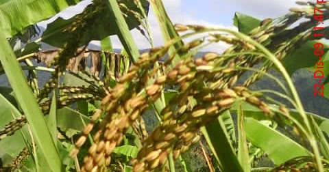 Mixinspiration: Proses menanam Padi Huma hingga Menuai