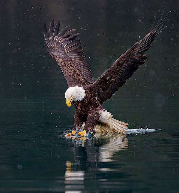 Eagles: Amazing eagle pictures