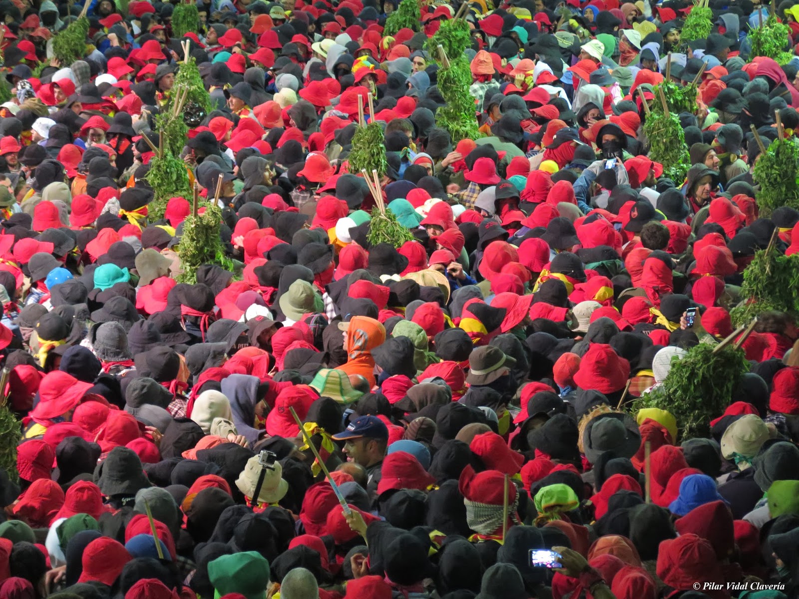 Sentir con Flores de Bach - Pilar Vidal Clavería: Clematis, una flor de ...