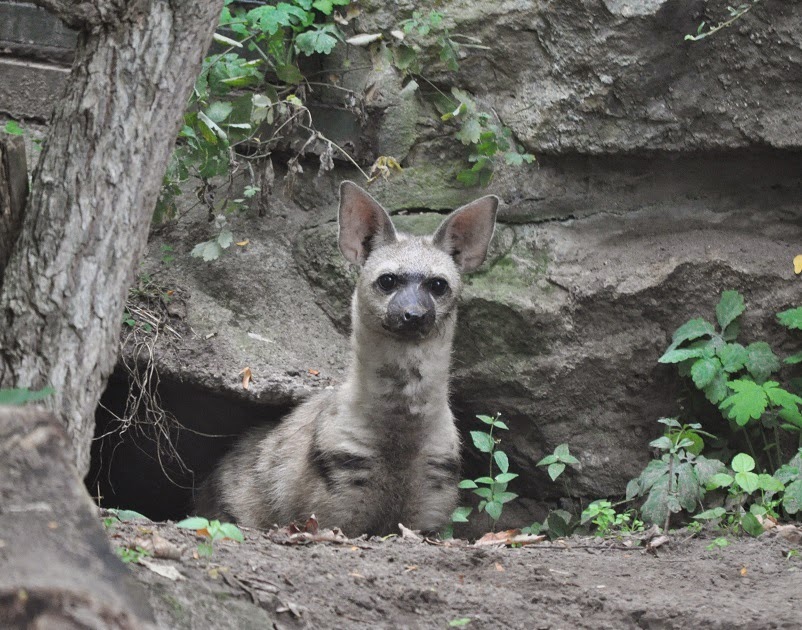 ZOOTOGRAFIANDO (6.100 ANIMALS): PRÓTELES O LOBO DE TIERRA / AARDWOLF ...
