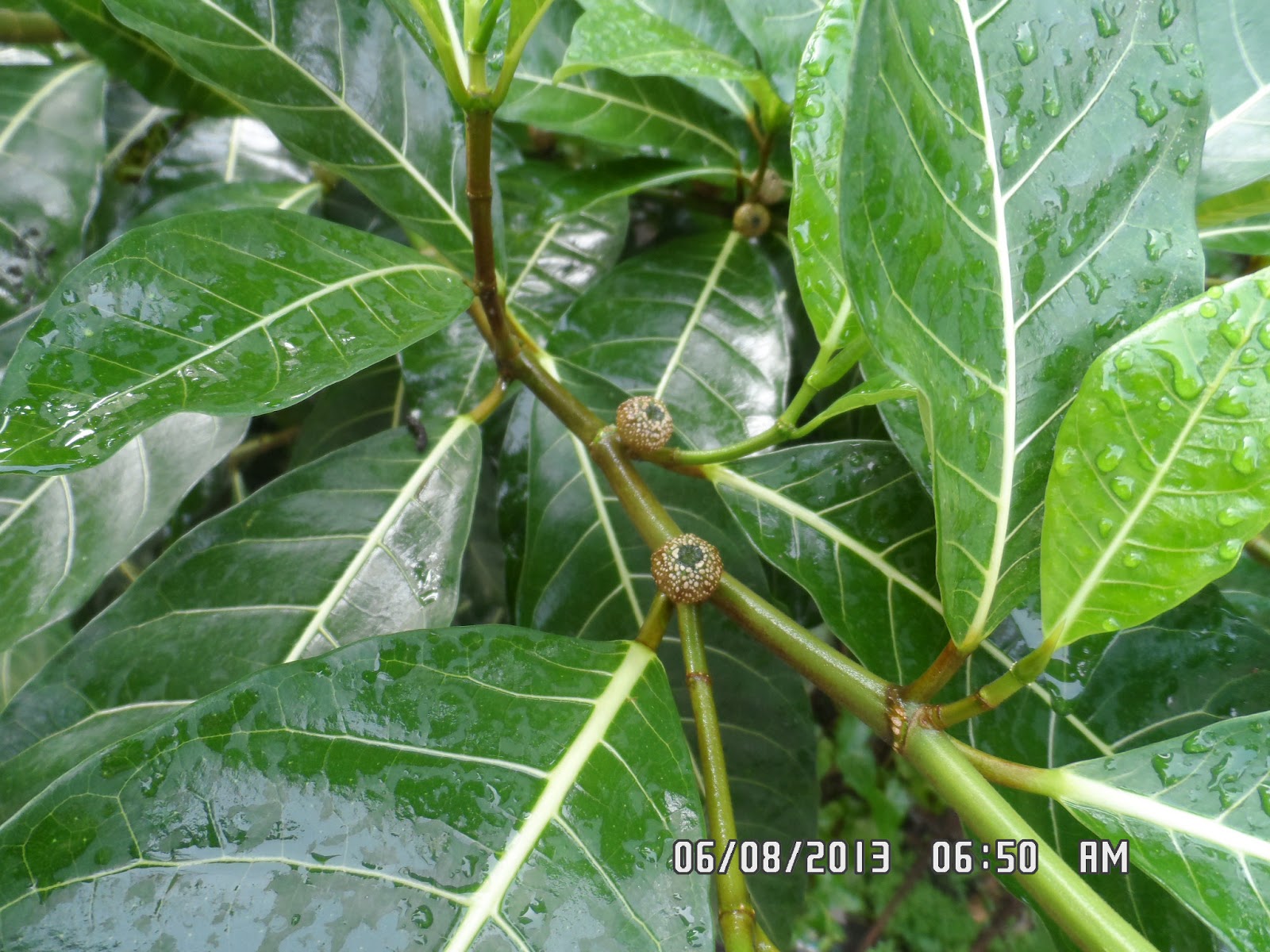 Photography with Dr. Ernie.: Plants: Ficus Hauili, Ficus septica ...
