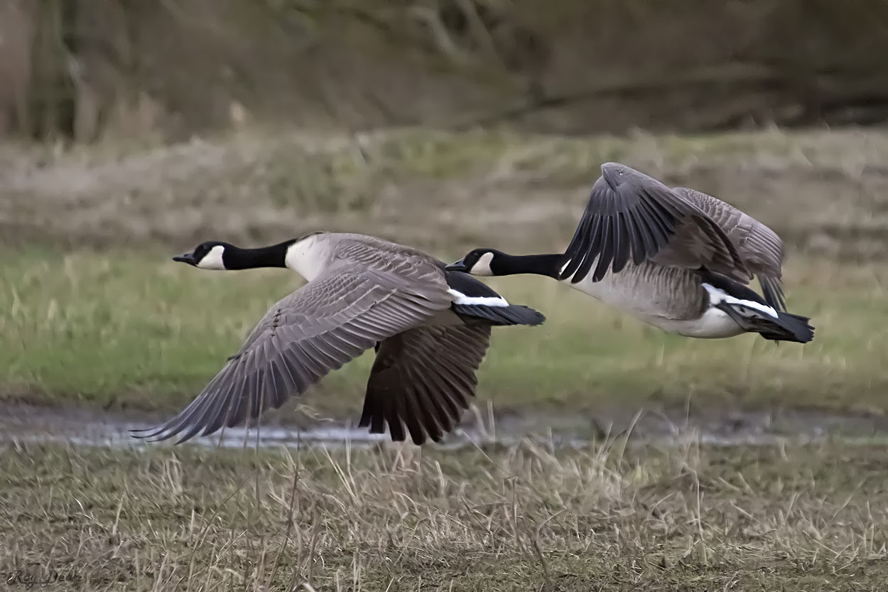Foto's: Canadese gans