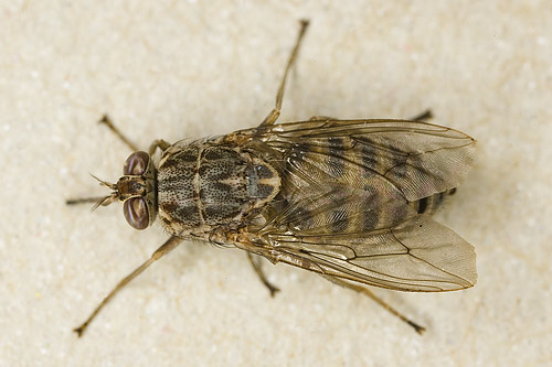 10 Interesting Tsetse Fly Facts and Pictures | Endangered Animals Facts ...