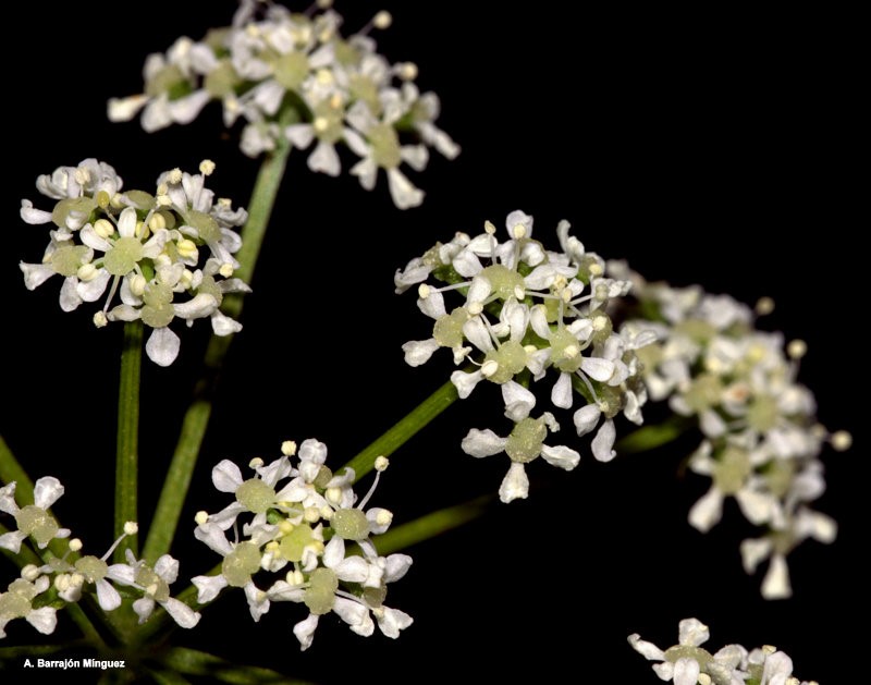 Naturaleza Viva: Torilis japonica (Houtt.) DC. subsp. japonica Fam ...