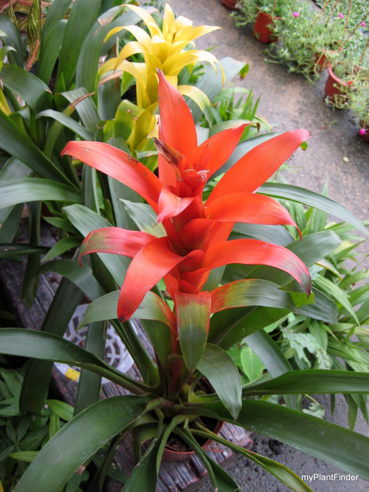 MY PLANT FINDER | Plant Guide: Guzmania lingulata