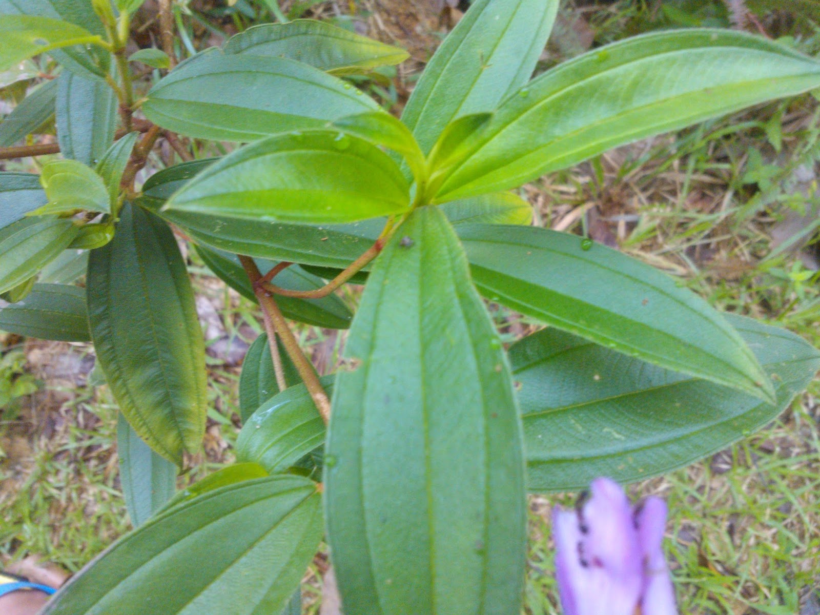 Azram Sulong: pokok senduduk