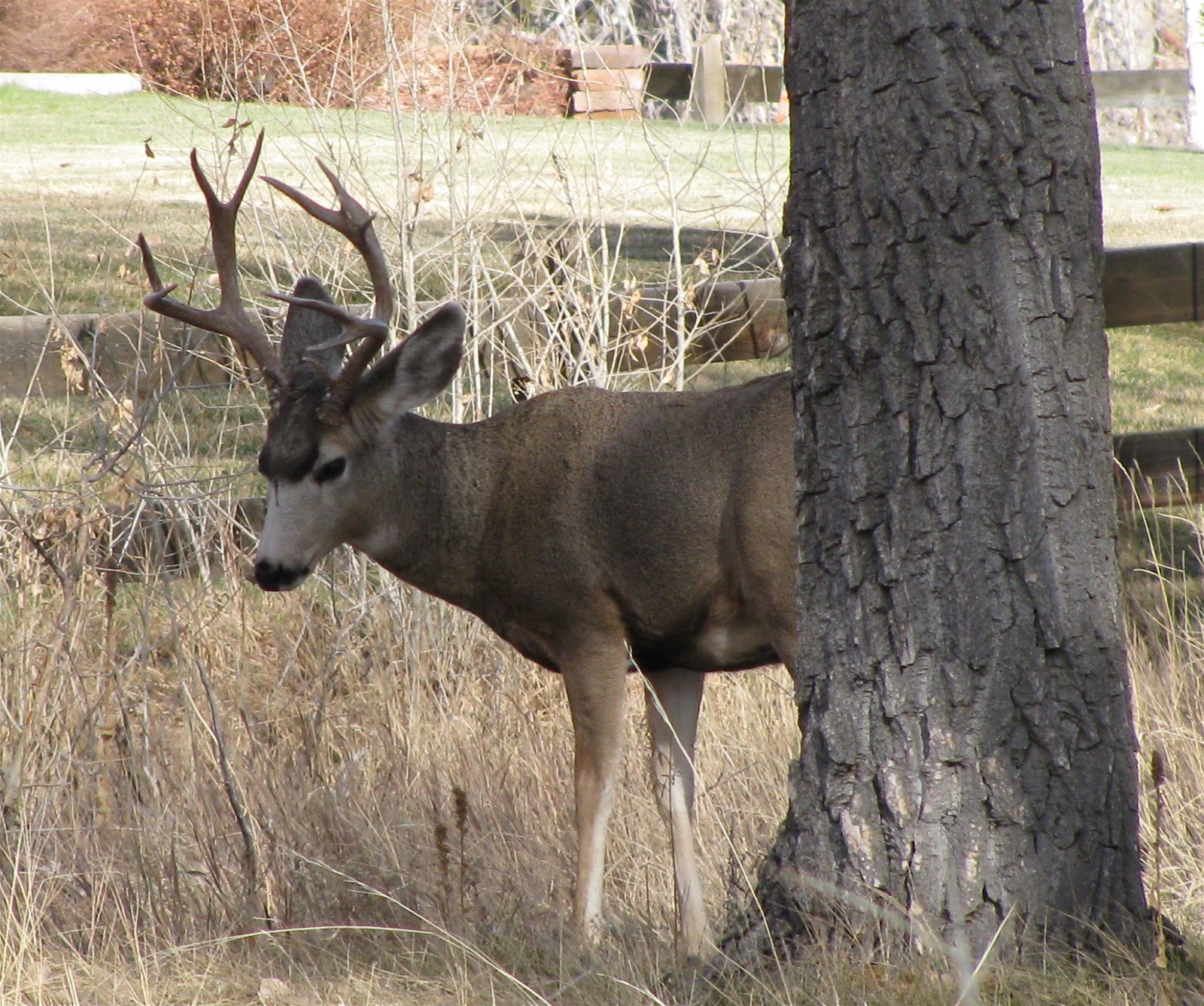 Standing Into Danger: Along Piney Creek