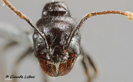 fourmis du genre Messor: Le genre Messor