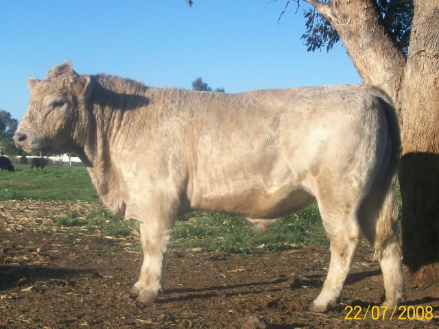 Mabelie Square Meaters Cattle Stud: Bulls