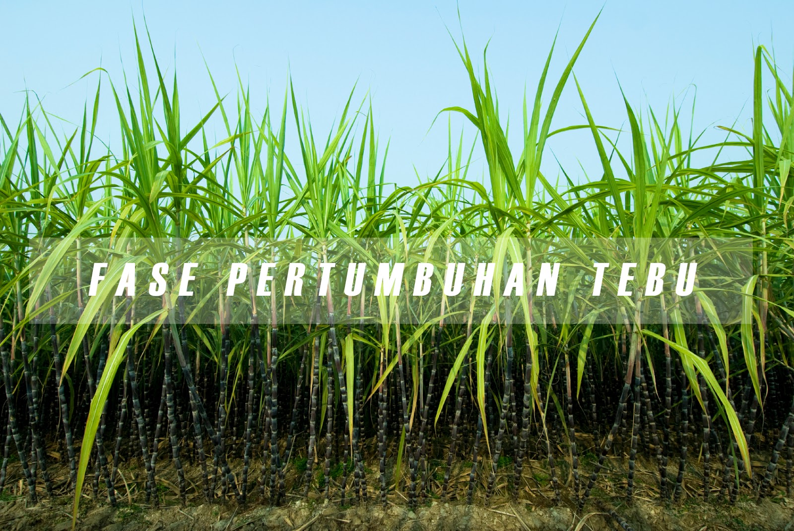 Fase Pertumbuhan Tebu