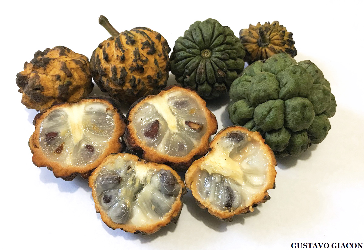 Viveiro Ciprest - Plantas Nativas e Exóticas: Araticum do Mato ou do ...