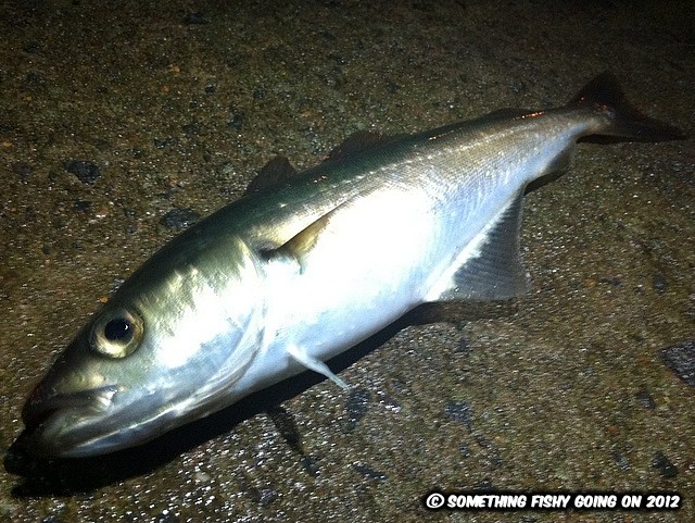 Something Fishy Going On: From dusk till dawn.