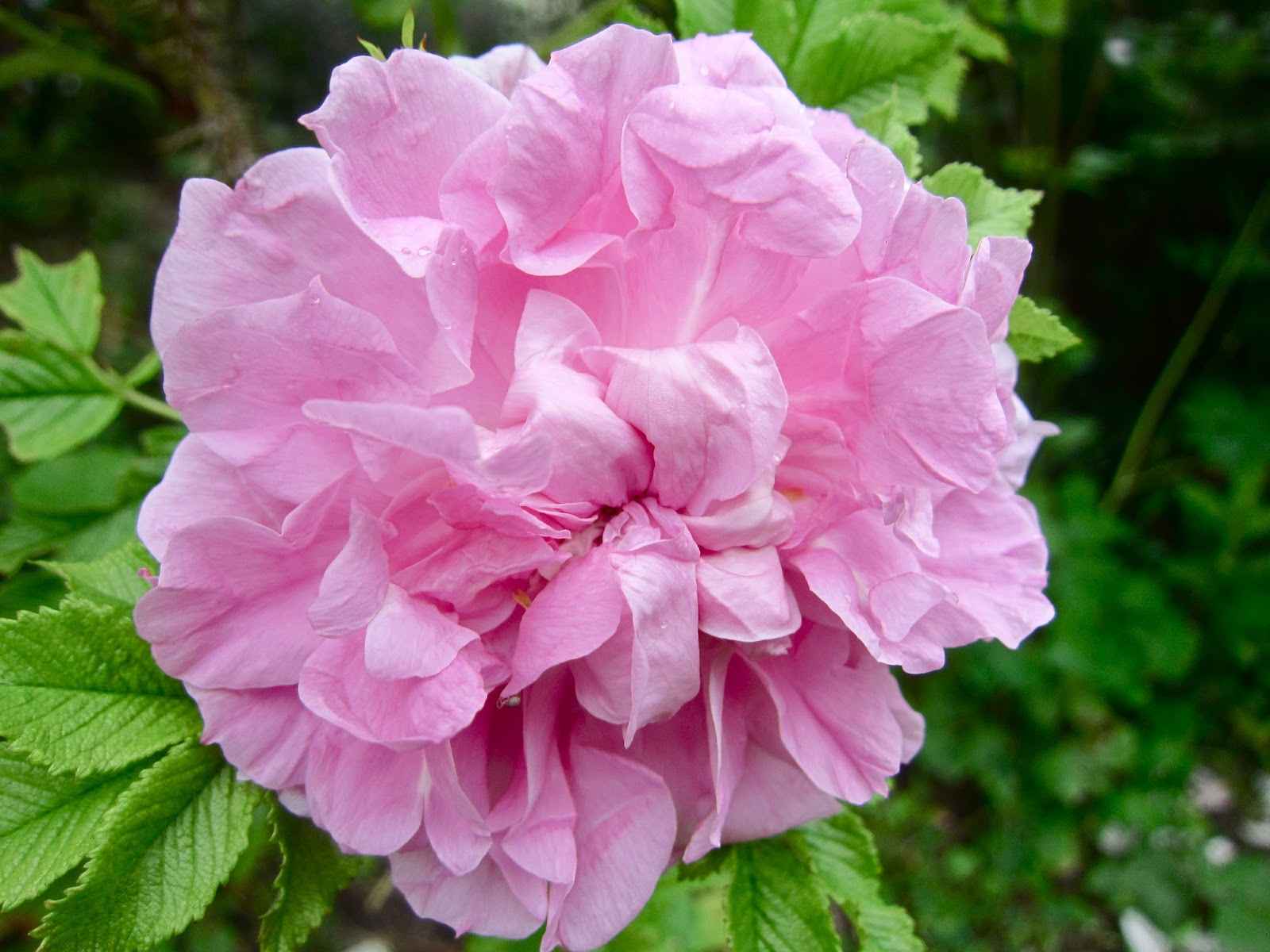 I never promised you a rose garden - Mina rosor : Mrs Doreen Pike