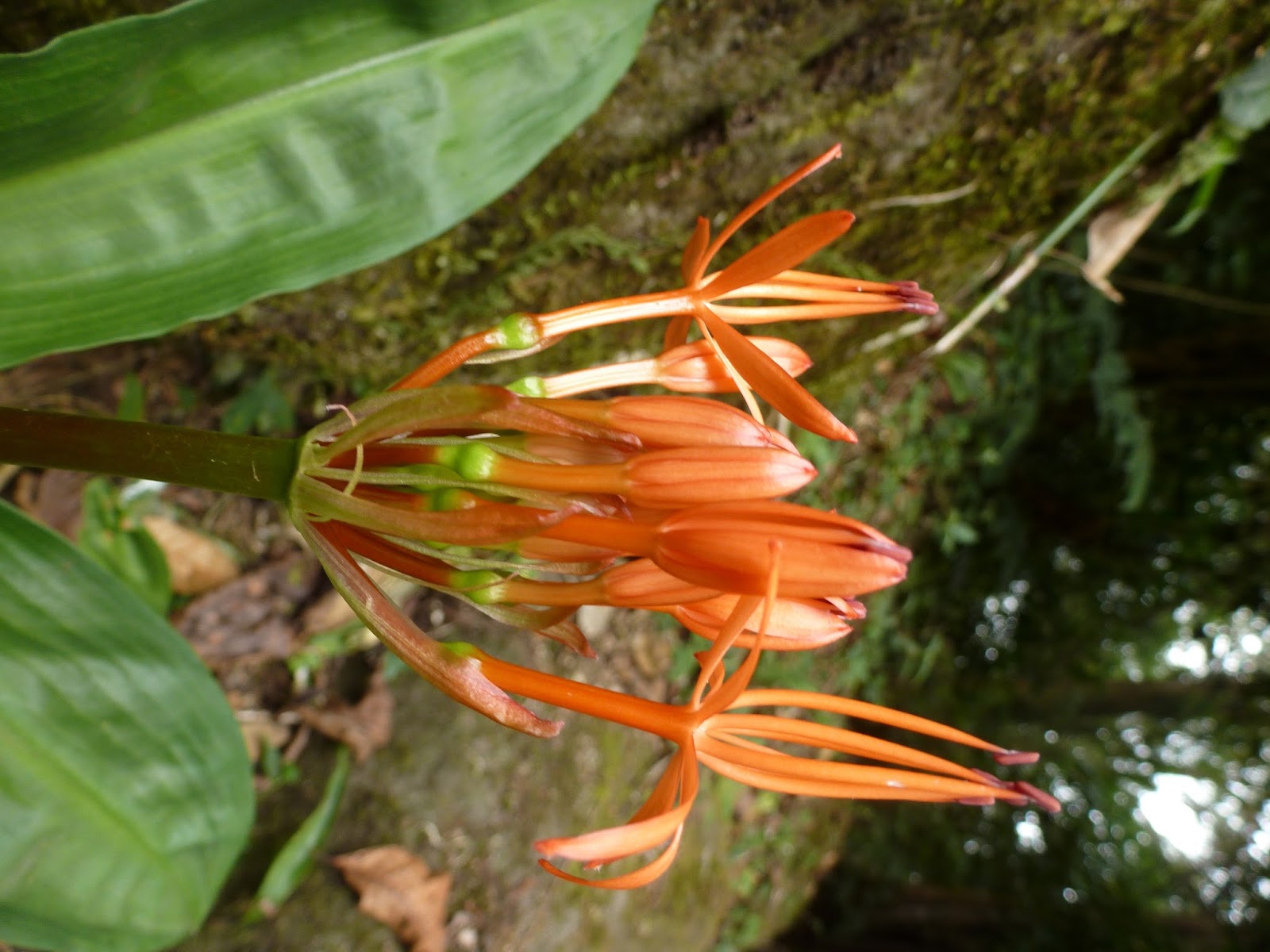 Global Hand Cameroon : INTERESTING SITES AND PLANTS AROUND MOUNT CAMEROON