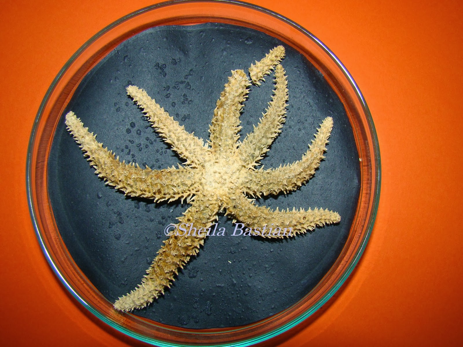 Science Magazine: How does a starfish move?