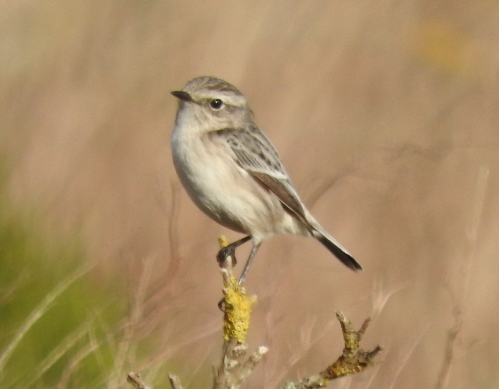 Plovers Blog: Stejneger`s Stonechat, Lydd-on-Sea
