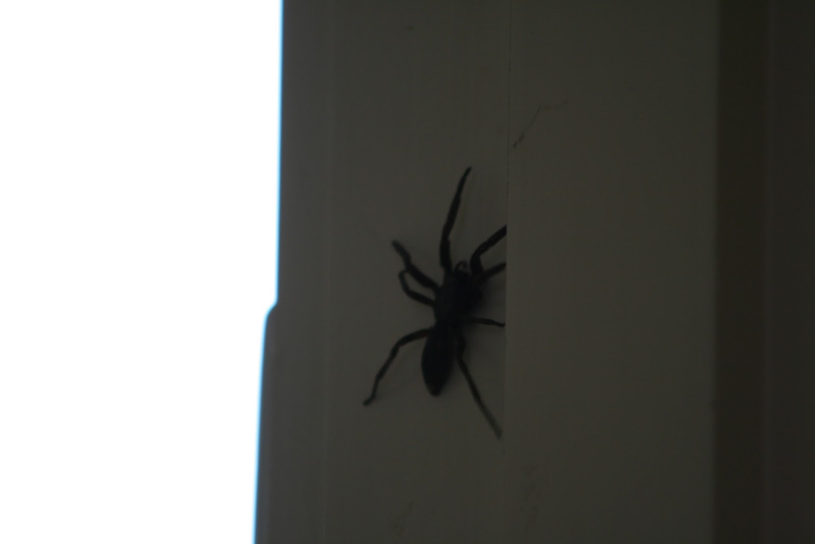 Australian Spiders: A Large White Tail came to Visit