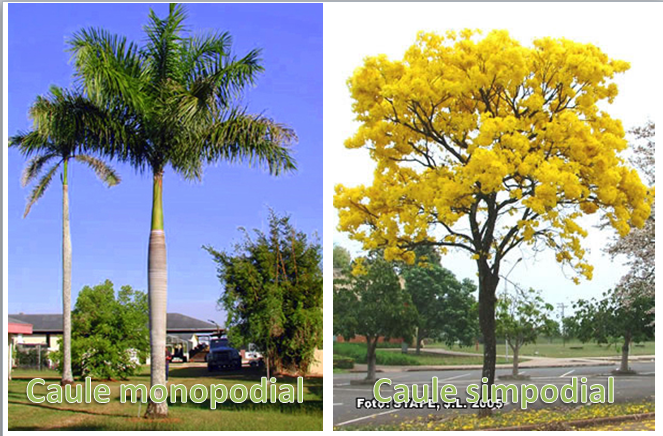 Biologia e Sistemática das Plantas Vasculares: Março 2015