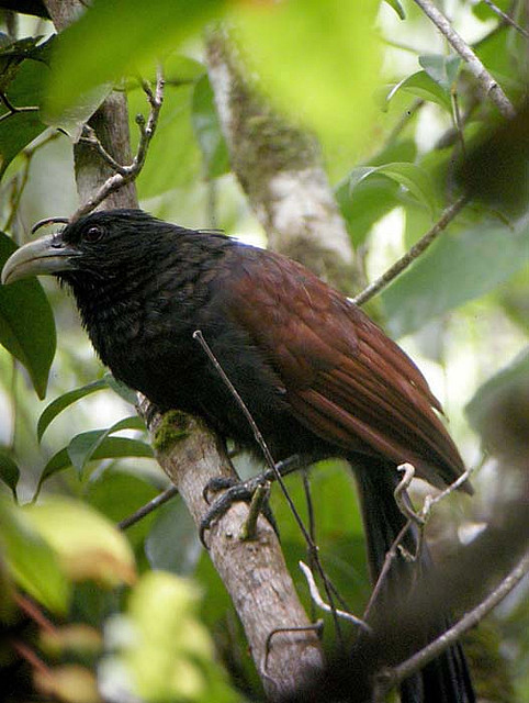 Sri Lankan Endemic Birds: Lanka Bata Etikukula - The Green Billed ...