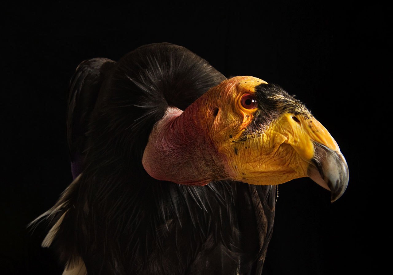 The California Condor - SNSH