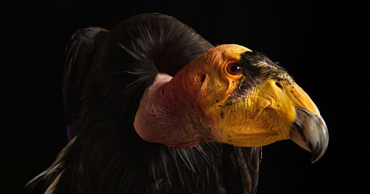Save Nature Save Human: The California Condor