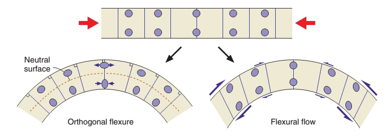 Learning Geology: Folding: mechanisms and processes