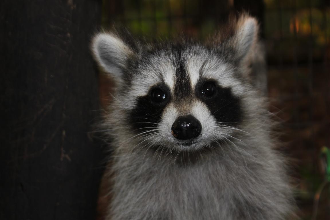 The Laughing Raccoon: Eggs, acorns and fun!