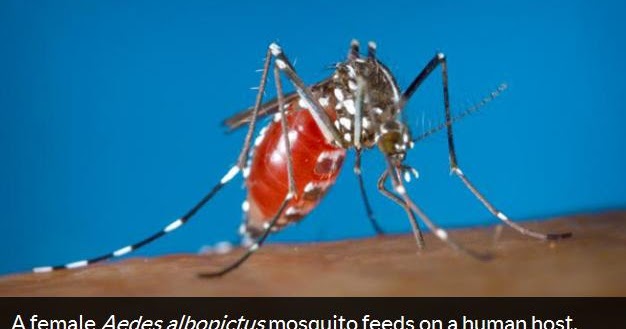 Avian Flu Diary: Brazil: The MOH Addresses The Larvacide Debate