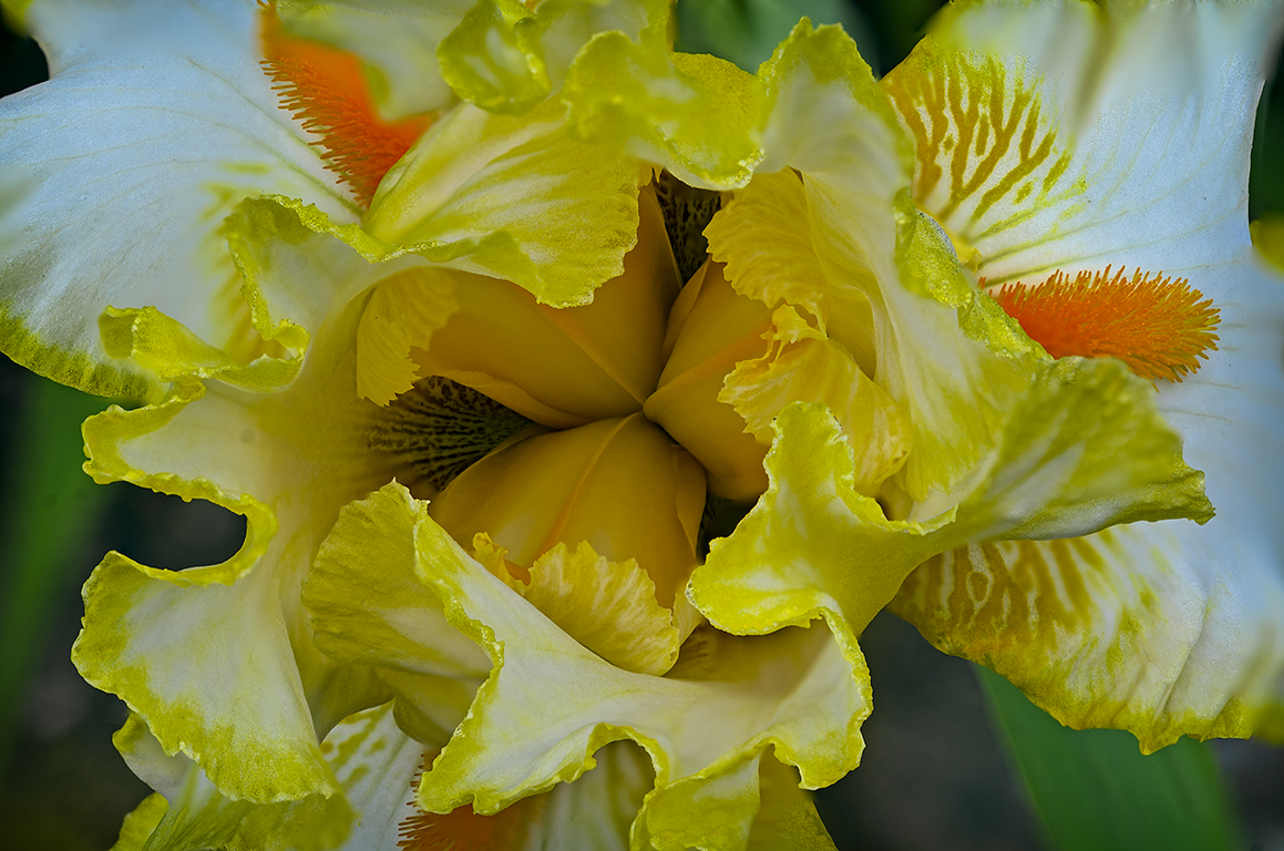 Linda Cochran's Garden: Bearded Irises