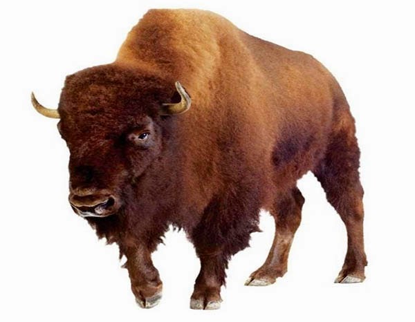 Bison Hewan Darat Terbesar | Dunia Binatang