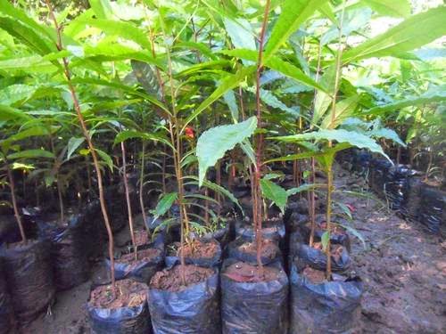 JENITRI-RUDRAKSHA CILACAP: Budidaya Jenitri / Rudhaksa