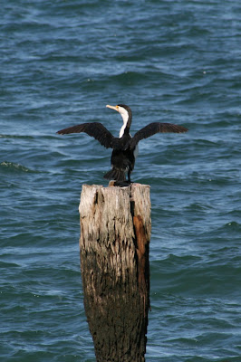 Birds and Wildlife of Saint Helena Island, Queensland, 04/05/12