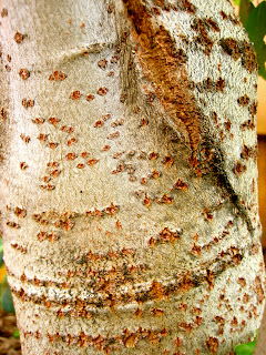 Jane's Jewels: Birch Bark Biting