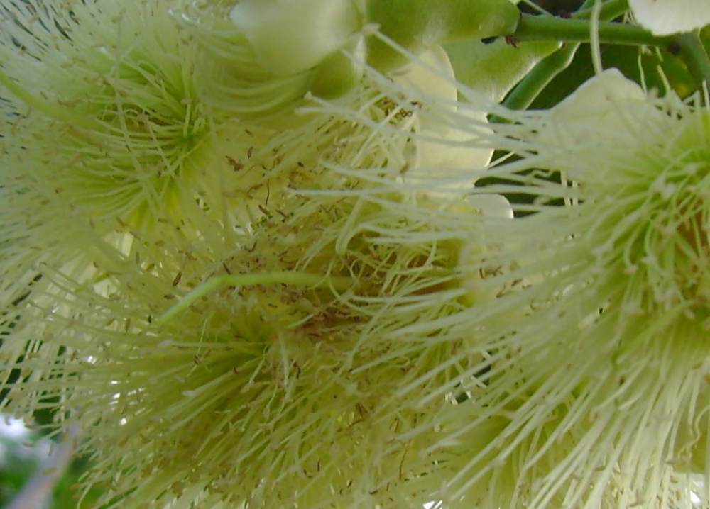 Bunga-bunga wisata: KEMBANG jAMBU