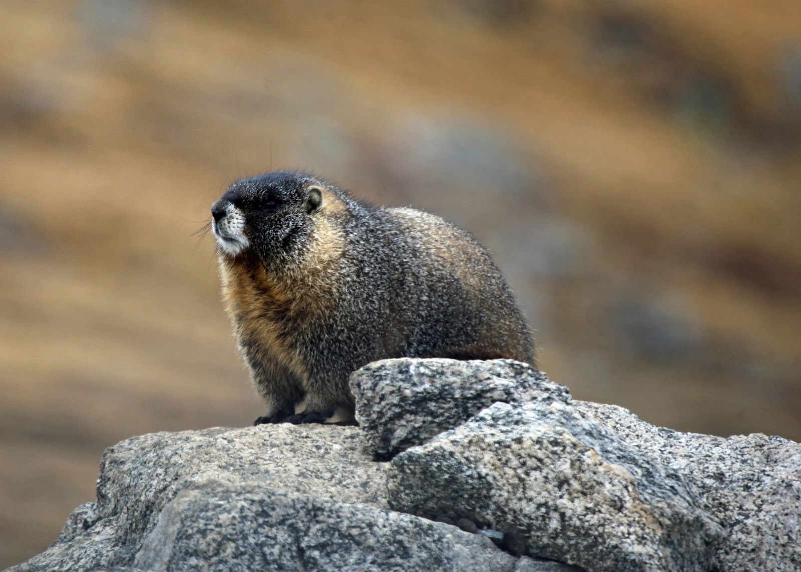 The Azure Gate: Hoary Marmot