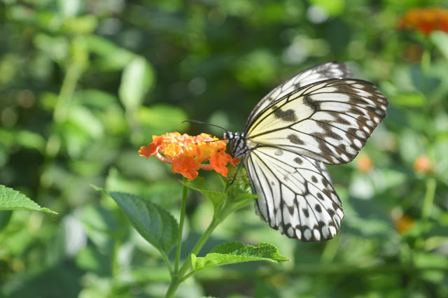 Best Places To Visit In Marinduque - The Pinoy Traveler
