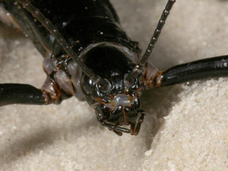 Disembodied Ninja: January 2016