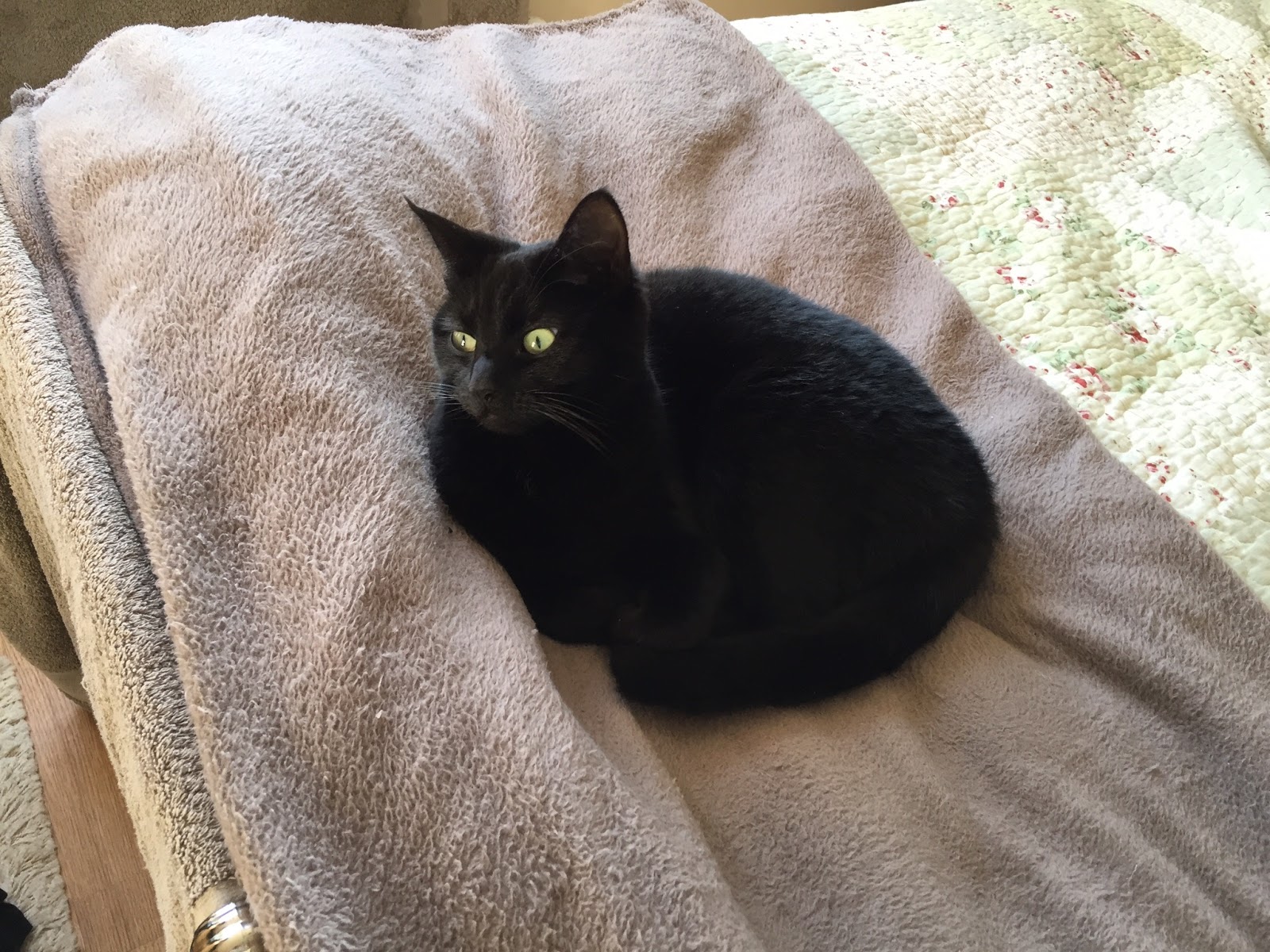 Lancaster & Morecambe Pet Search: Lost Cats