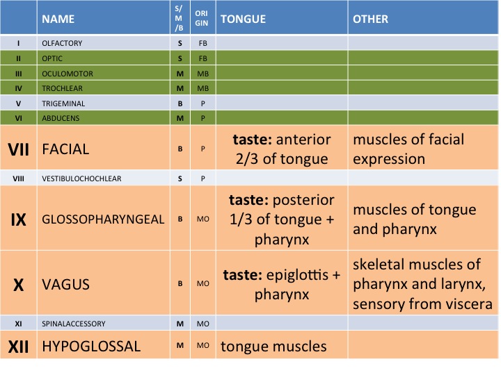 Human Anatomy Lab: Peripheral Nervous System