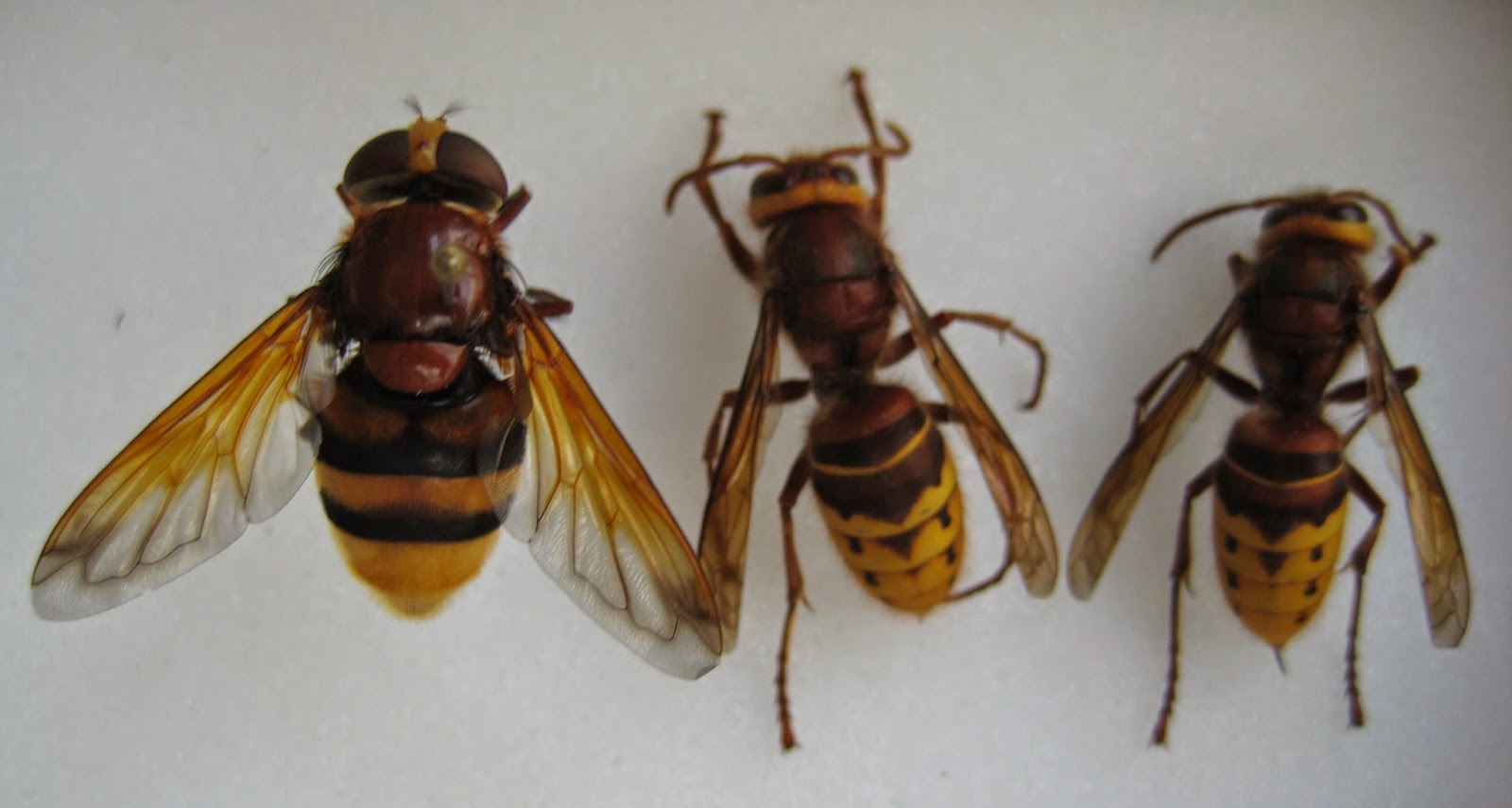 Insects of Britain: Hornet