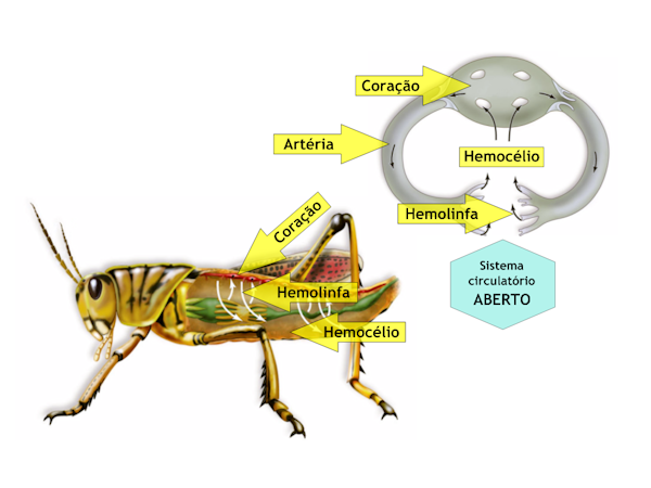 Artrópodes e Anelídeos: Artrópodes: Sistema, desenvolvimento e adaptações