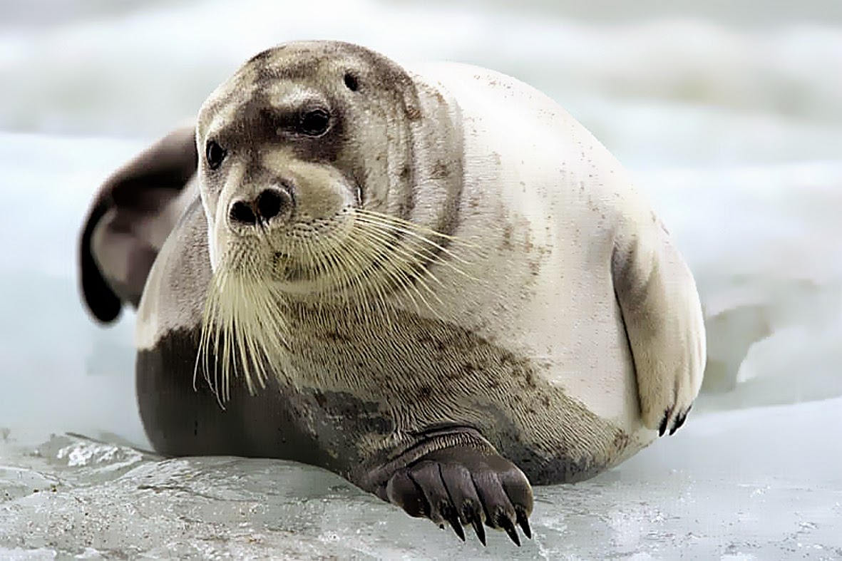 natureza: Foca-barbuda