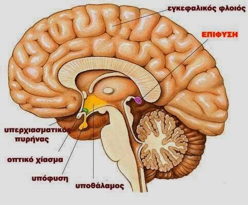 ΕΠΙΦΥΣΗ (ΚΩΝΑΡΙΟ)-ΕΚΤΟ ΤΣΑΚΡΑ (ΤΡΙΤΟ ΜΑΤΙ) ~ Anna Theta Therapy